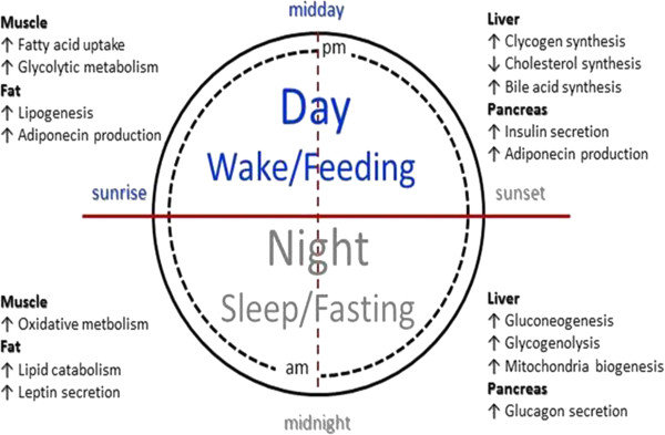Biological Or Circadian Clock Kauvery Hospital